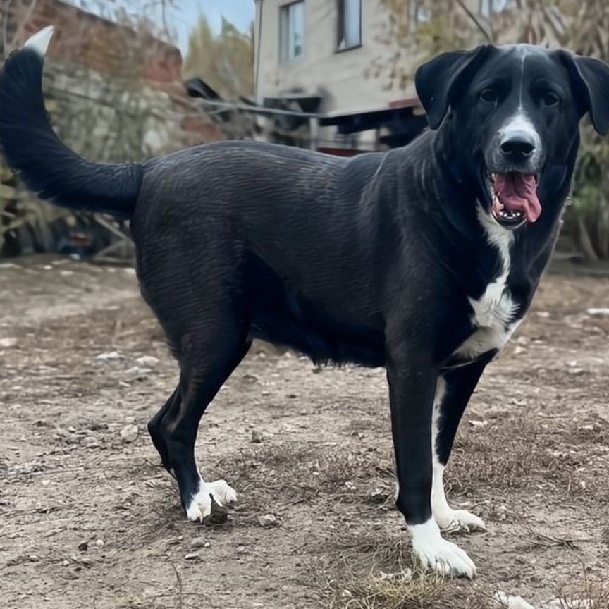 Взрослая собака в добрые руки