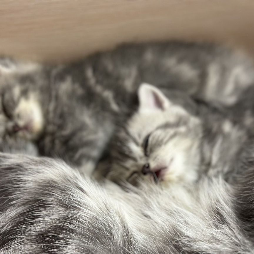 Британские котята