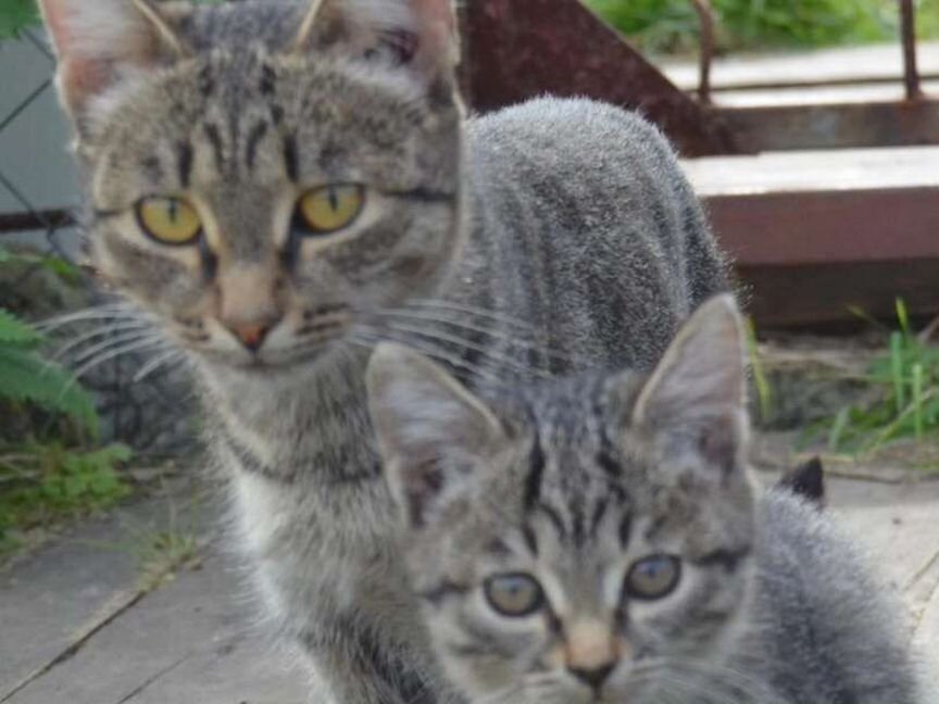 Кошка стерилизованая