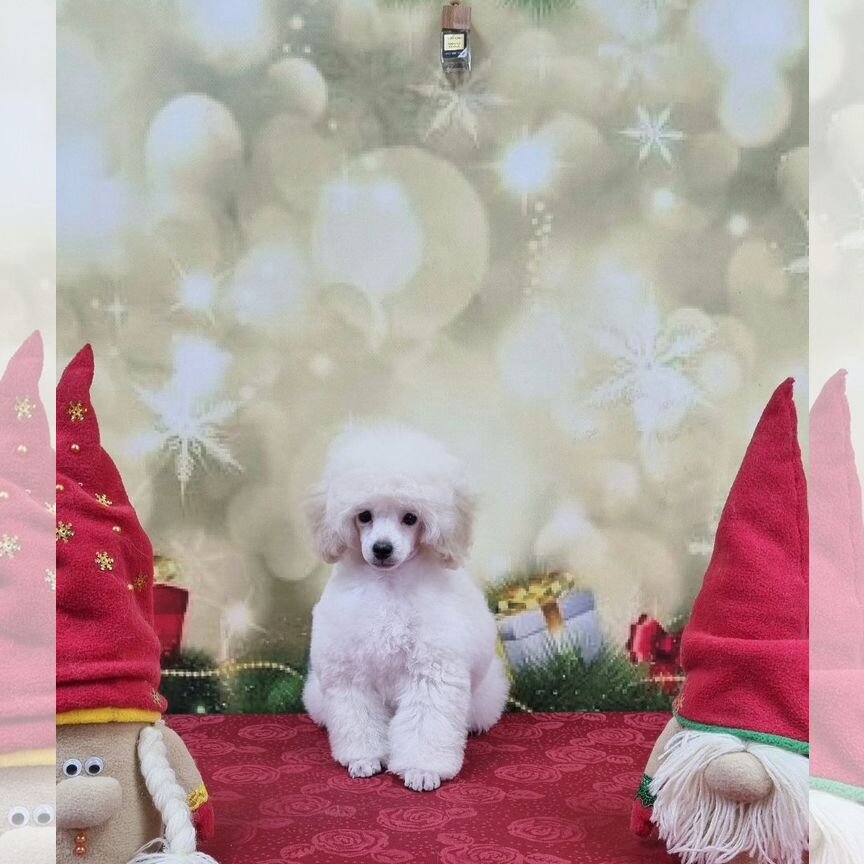 Той-пудель, щенок