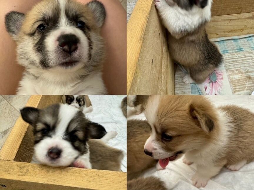 Щенки вельш-корги пемброк