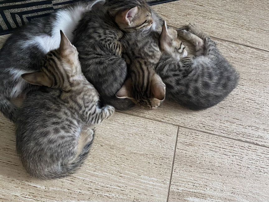 Котята