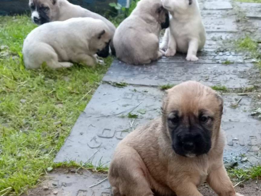 Среднеазиатская овчарка