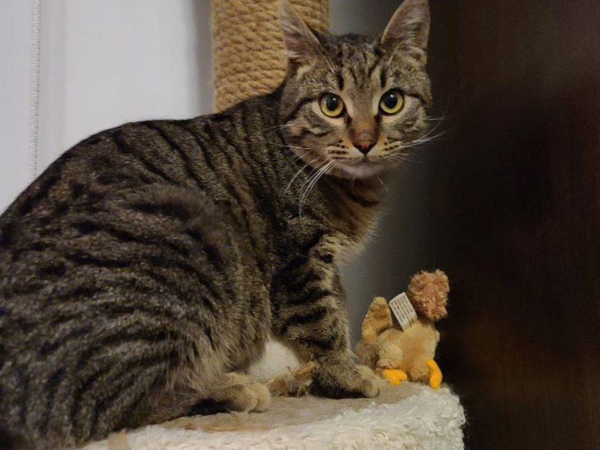 Кот Тиша окраса табби