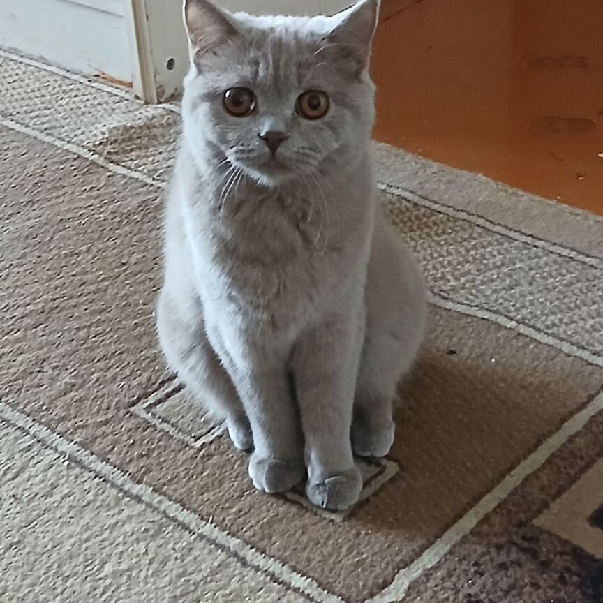 Британский короткошёрстный котёнок