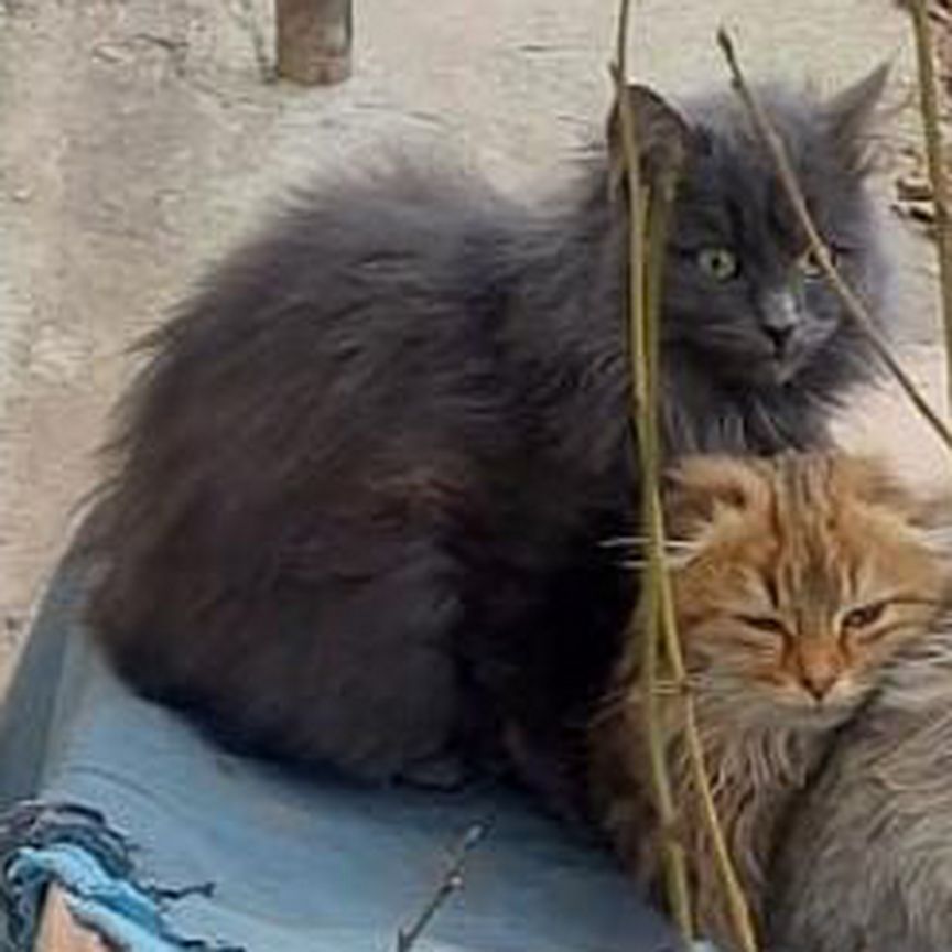 Sos котятам нужен дом