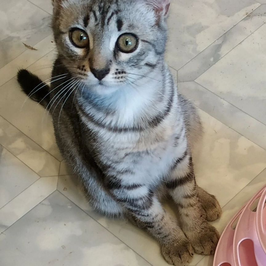 Котенок мальчик
