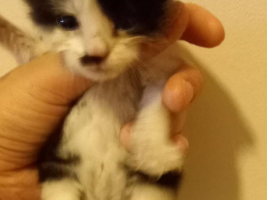 Нужна кормящая кошка