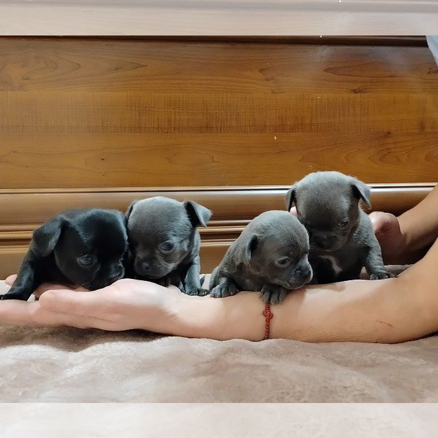 Чихуахуа девочки РКФ