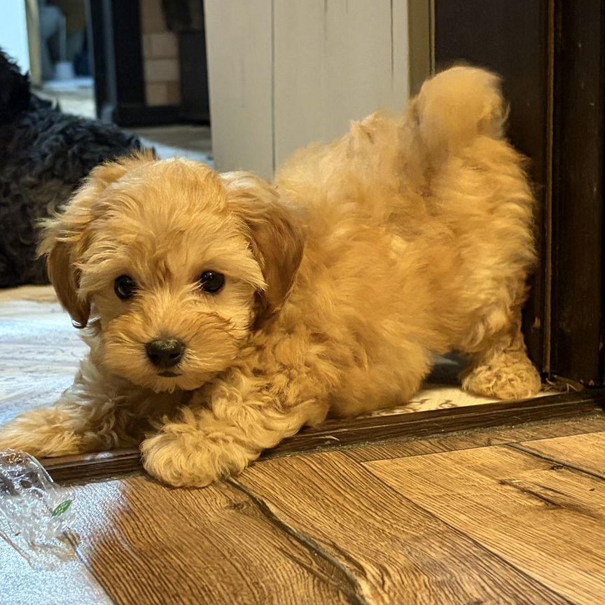 Мальтипу, щенок