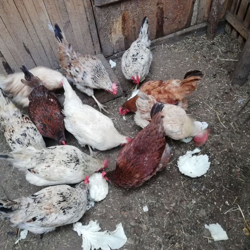 Куры несушки домашние