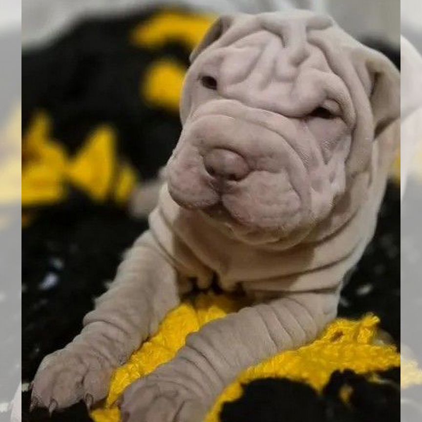 Шарпей, щенок