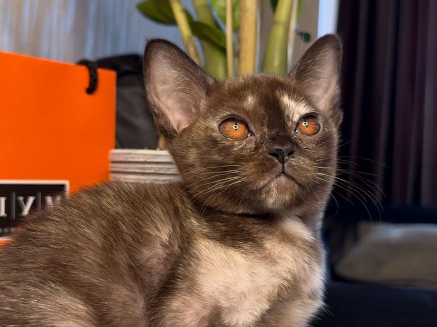 Бурманская кошка