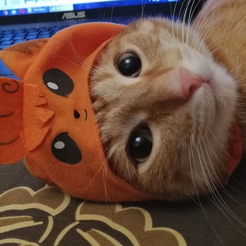 Шапочка для кота кошки покемон Вульпикс