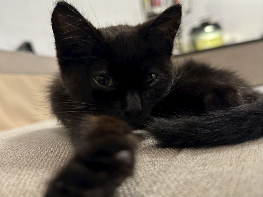 Котенок