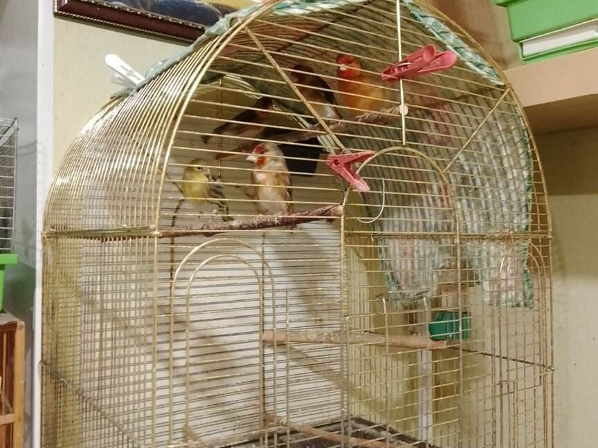 Гибриды, самки, щегол + канарейка, чиж + канарейка