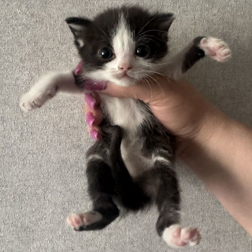 Котёнок в добрые руки