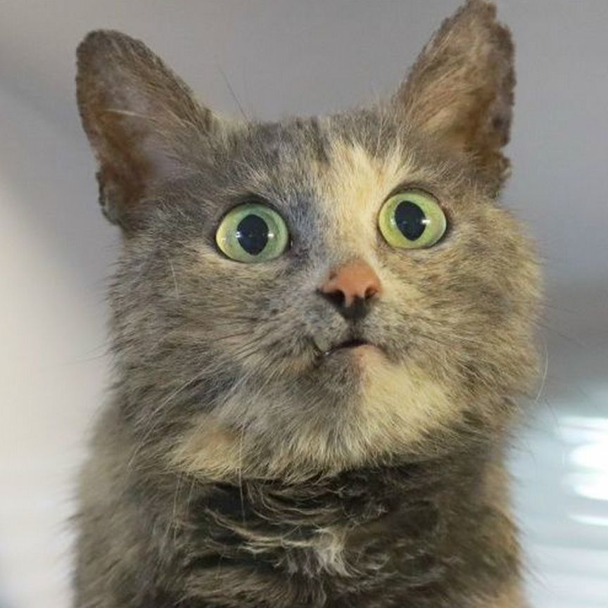 Взрослая, кошка в добрые руки