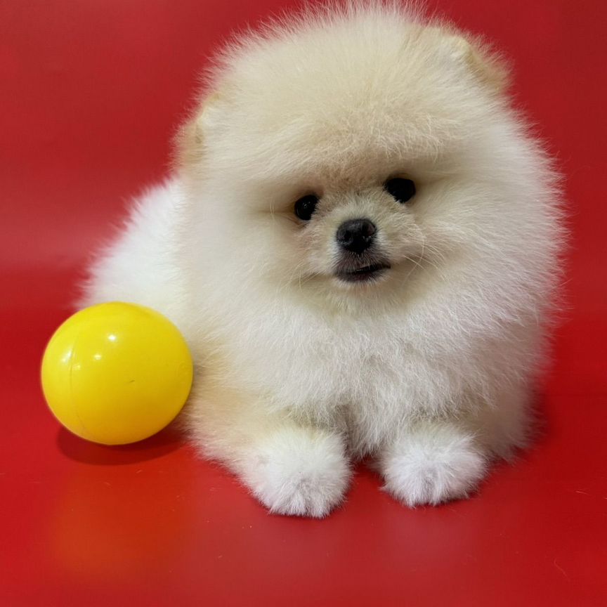 Детки померанского шпица