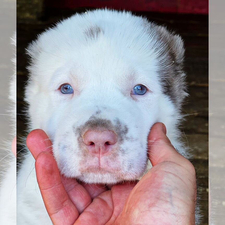 Эксклюзивная девочка с голубыми глазами