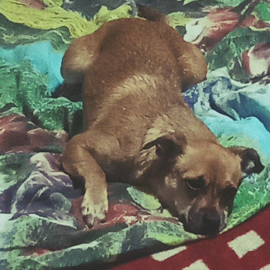 Русский той-терьер, взрослая собака