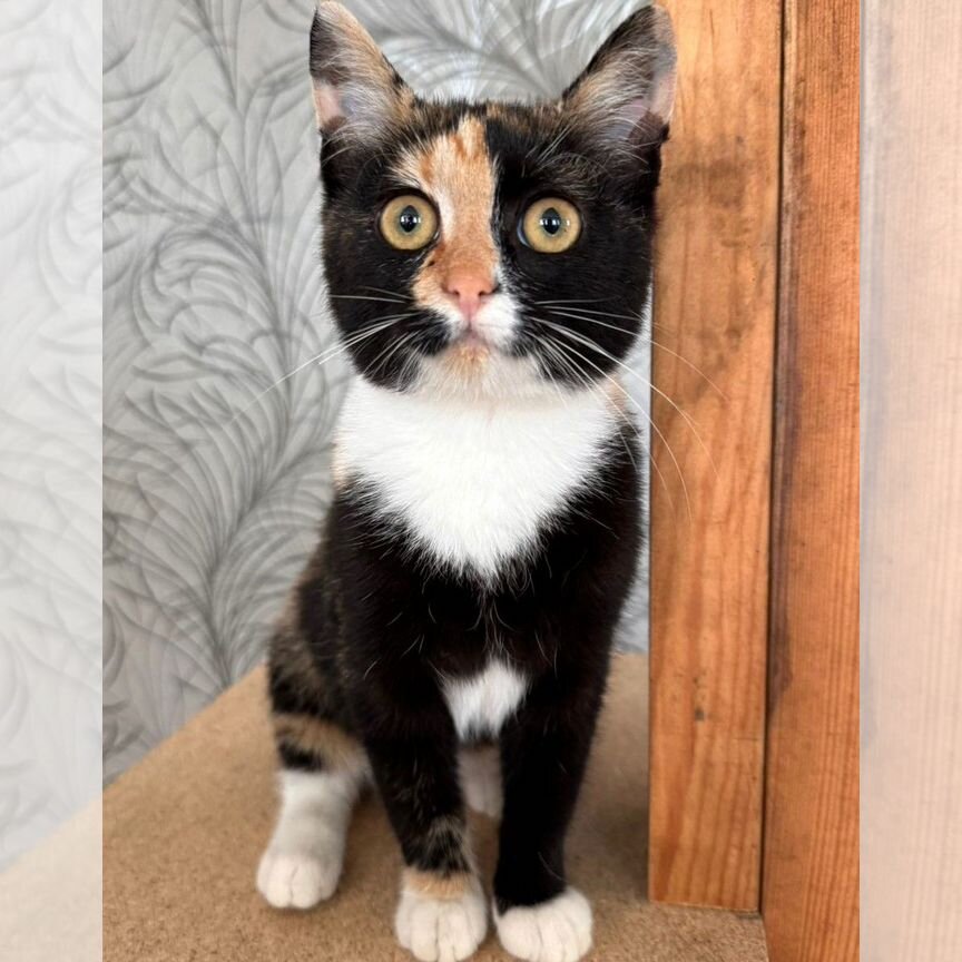 Чудесная кошечка в добрые руки