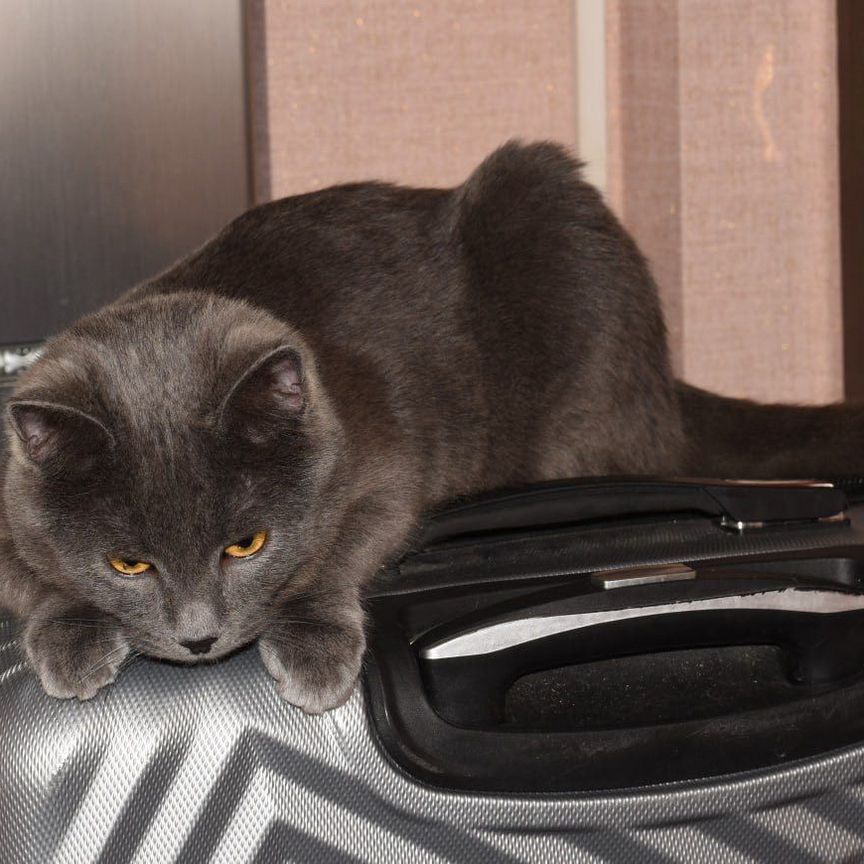 Кошки в добрые руки