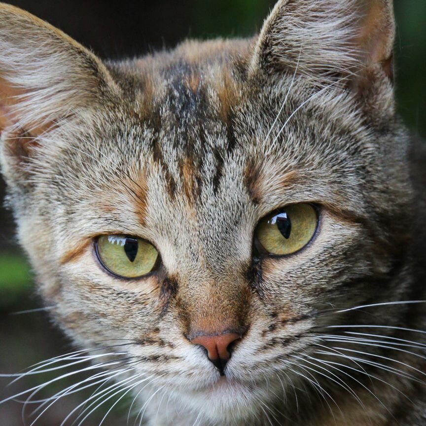 Котик ищет дом