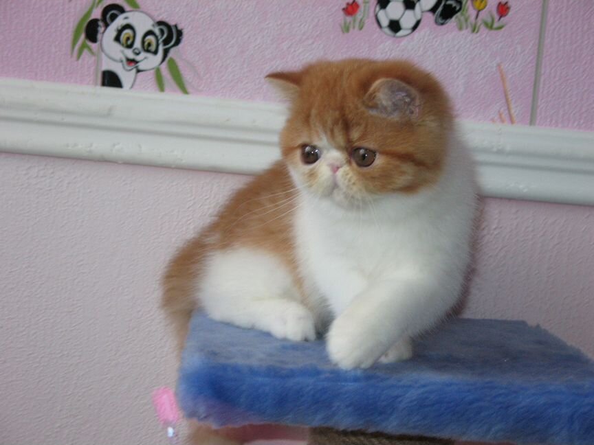 Котик биколор