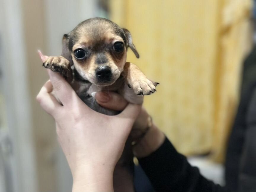 Щенки тойтерьера