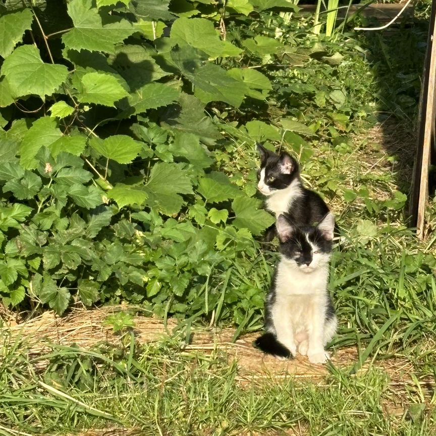 Котята в добрые руки, от кошки крысоловки