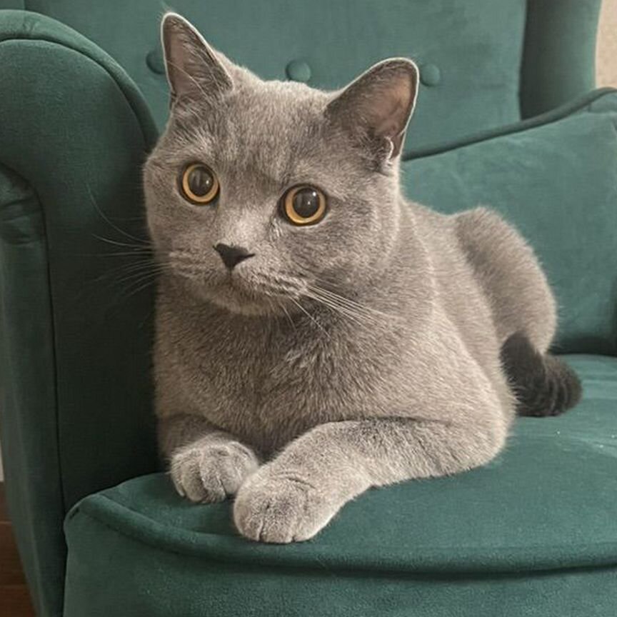 Британский короткошёрстный, взрослый кот