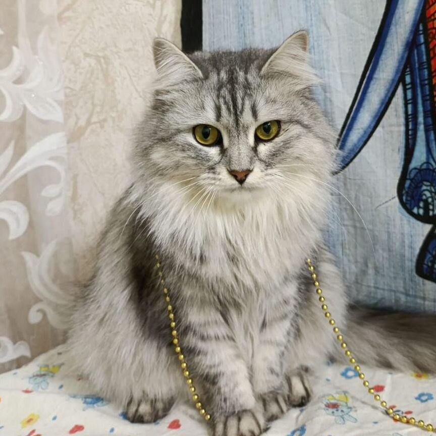 Пушистая красотка Лиза