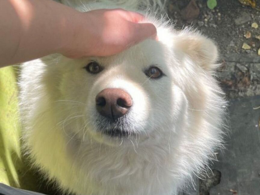 Самоедская собака