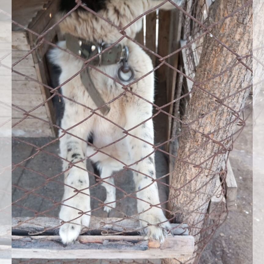 Лайка - хаски.сам привезу