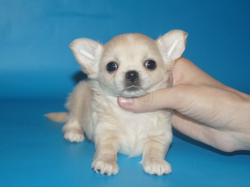 В продаже девочка чихуахуа