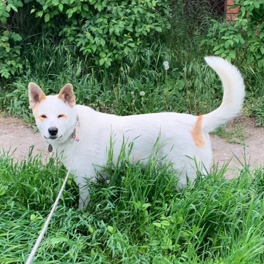 Собака в добрые руки