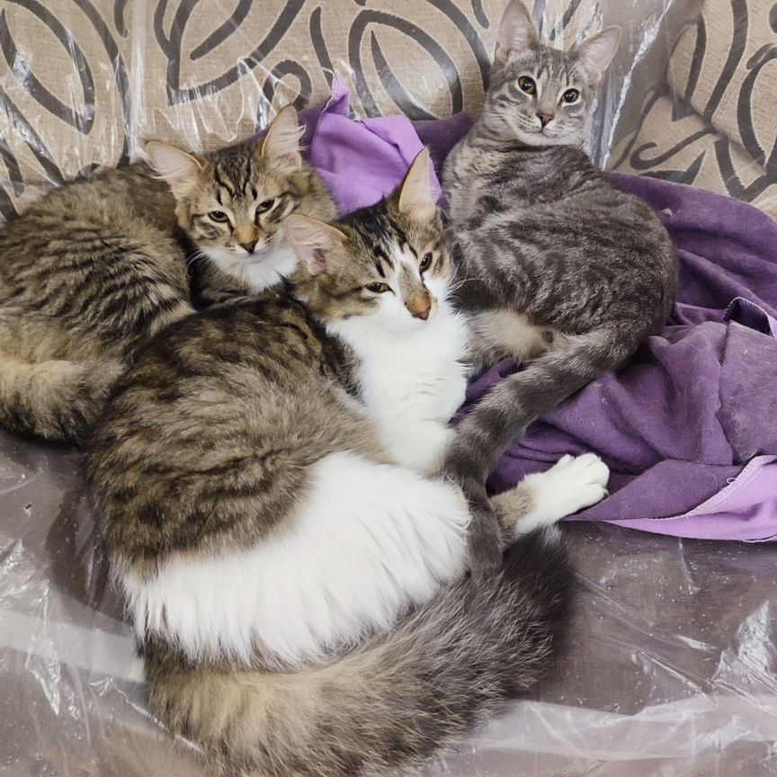 Котята ищут дом