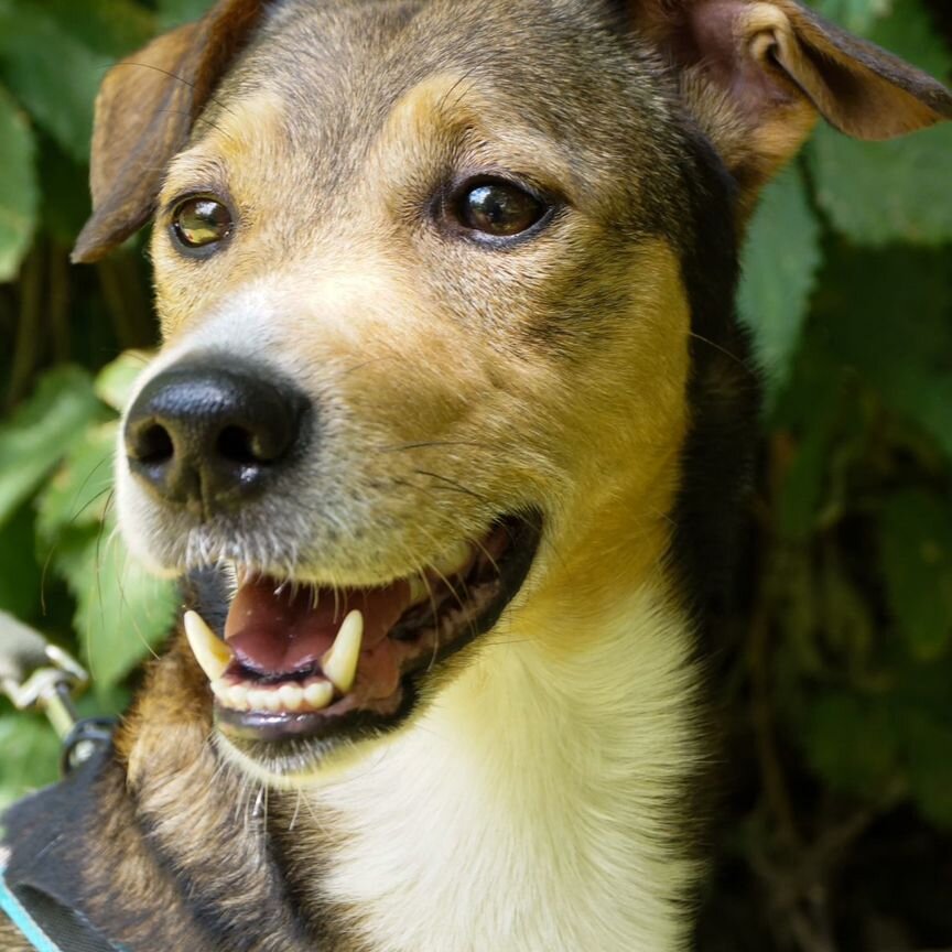 Небольшой пес в добрые руки
