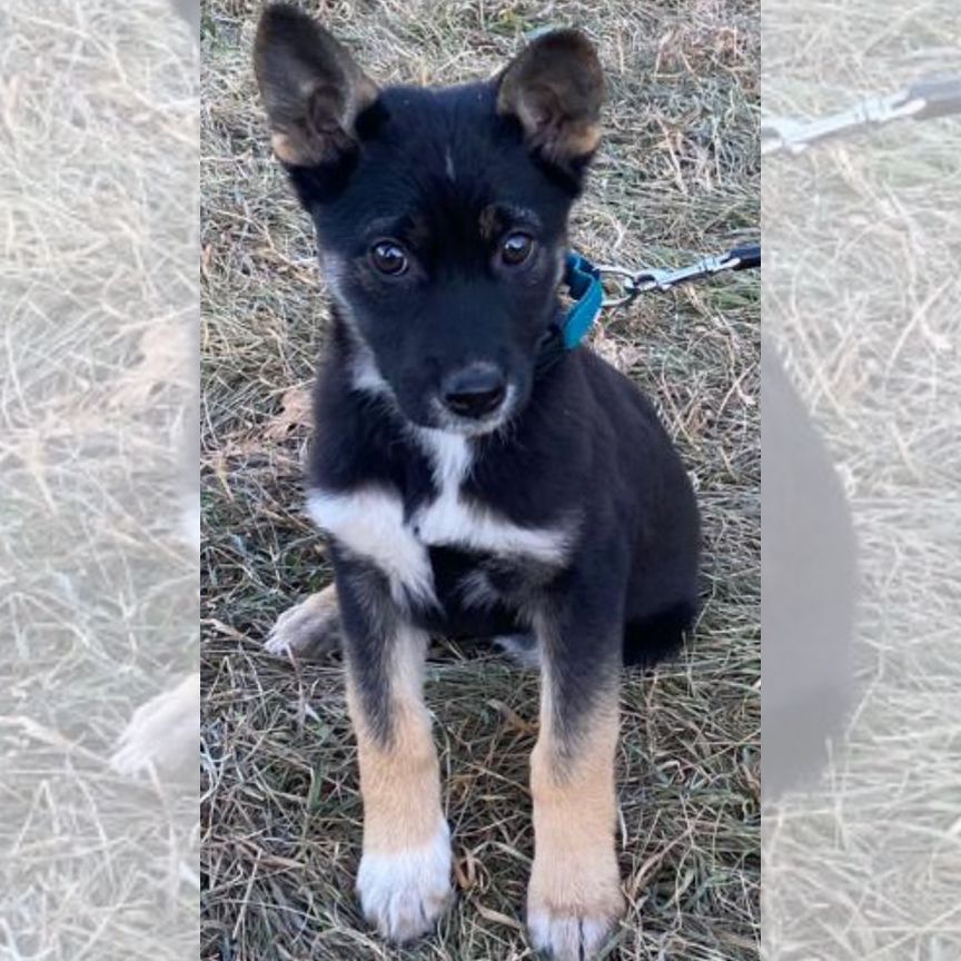 Щенок в добрые руки