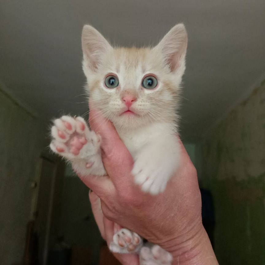 Котята в добрые руки бесплатно