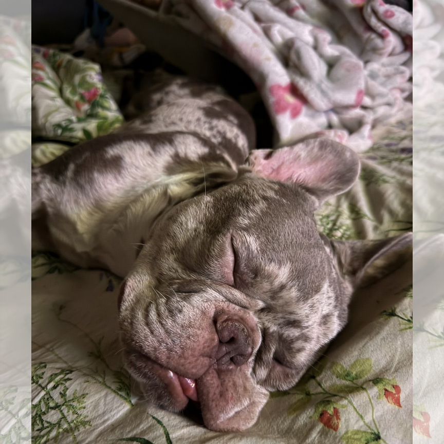 Французский бульдог, щенок