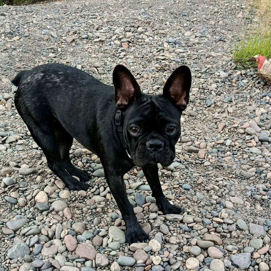 Французский бульдог, взрослая собака