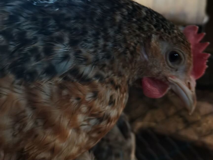 Молодые петушки