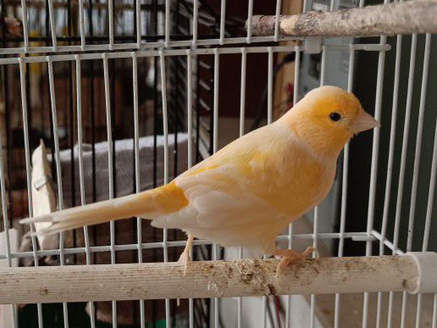 Канарейка девочка