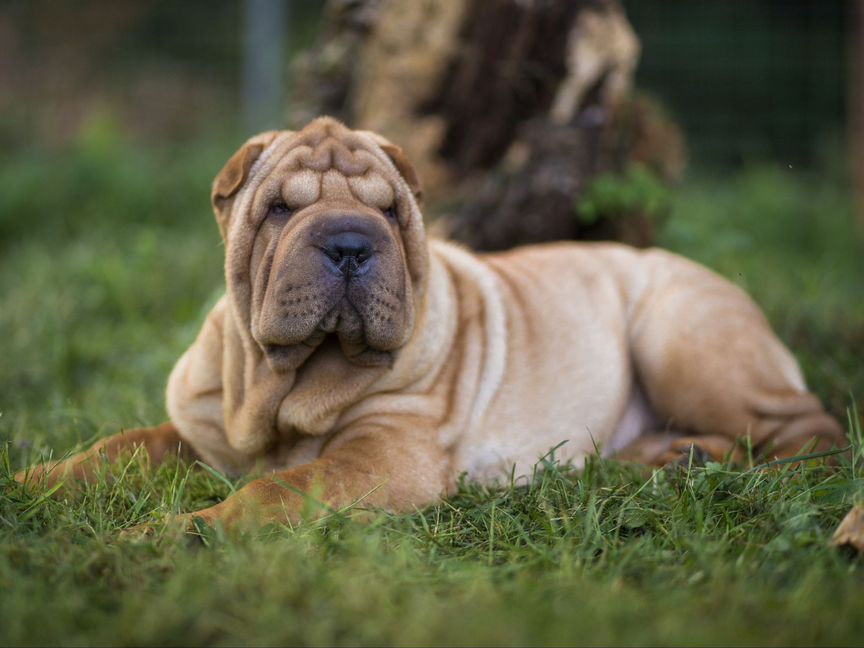 Шарпей для шоу и души