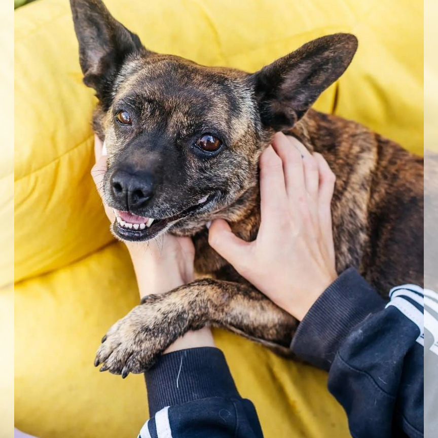 Взрослая собака в добрые руки