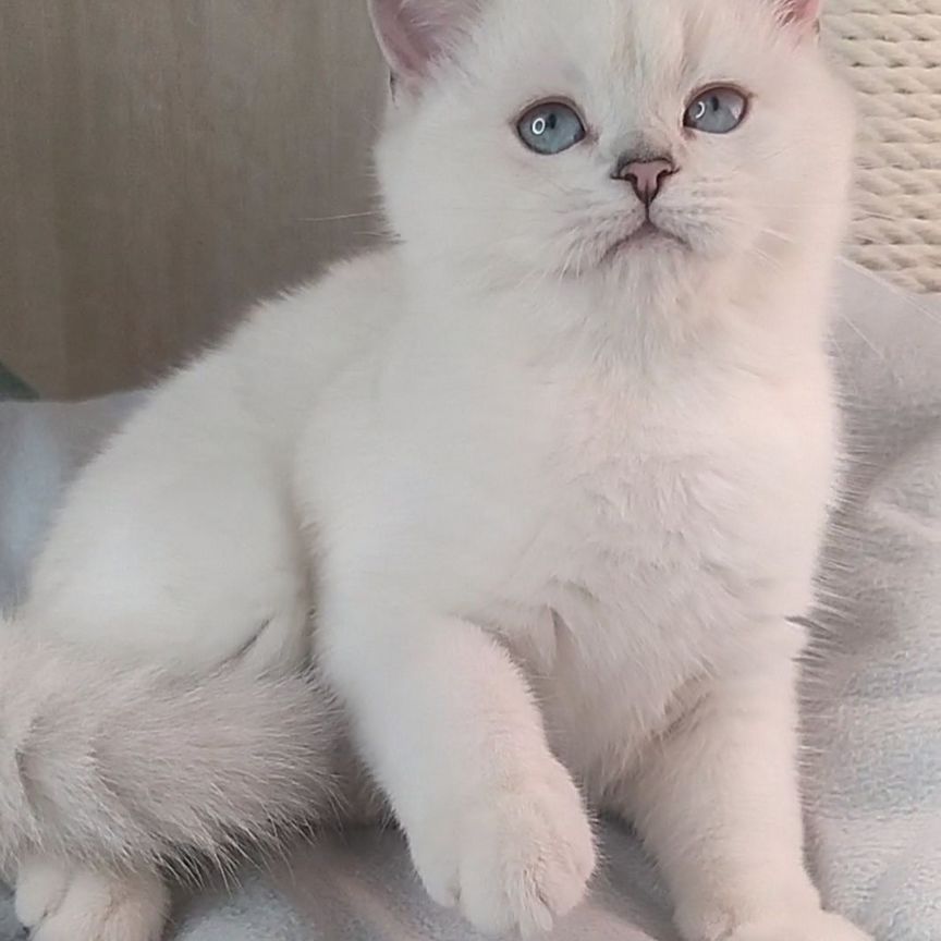 Британская шиншилла