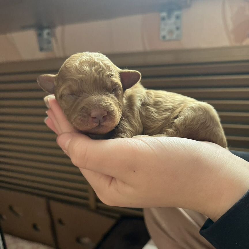 Щенки карликового пуделя