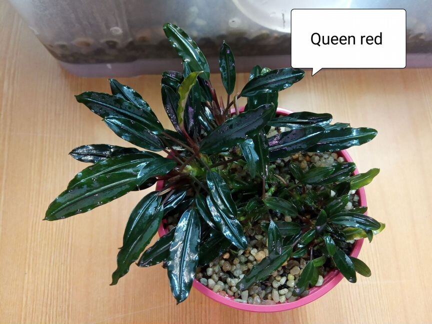 Буцефаландры